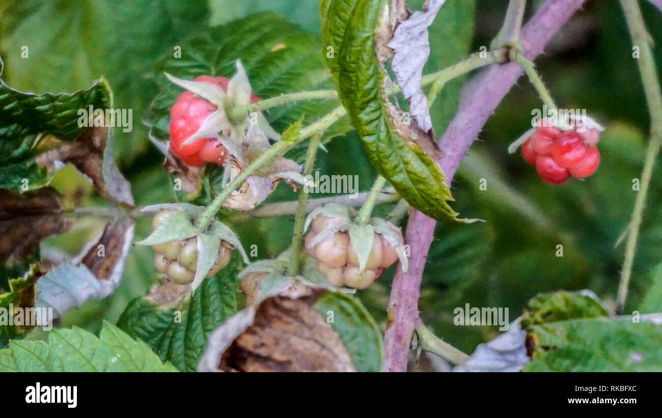 Close up ripe raspberries branch hi-res stock photography and images ...