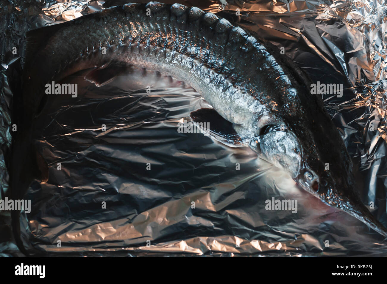 Cooking sturgeon in the oven. Acipenser ruthenus. Selective focus Stock ...