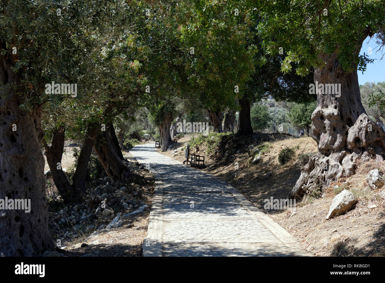 Shady tree hi-res stock photography and images - Alamy