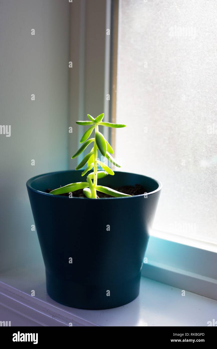 A succulent plant on a window sill Stock Photo - Alamy