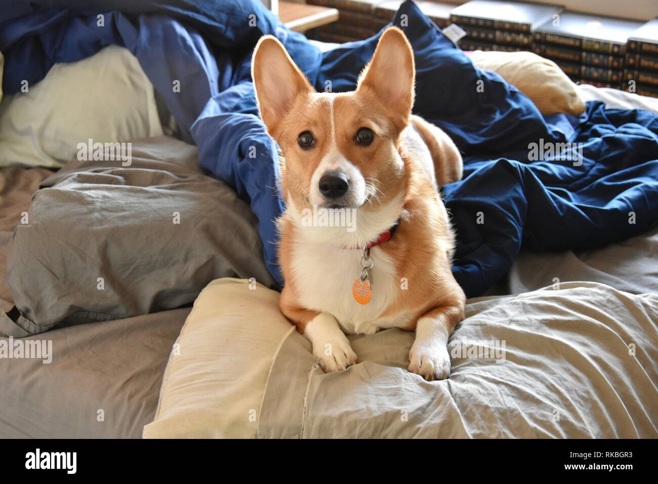 Boston queen royal hi-res stock photography and images - Alamy