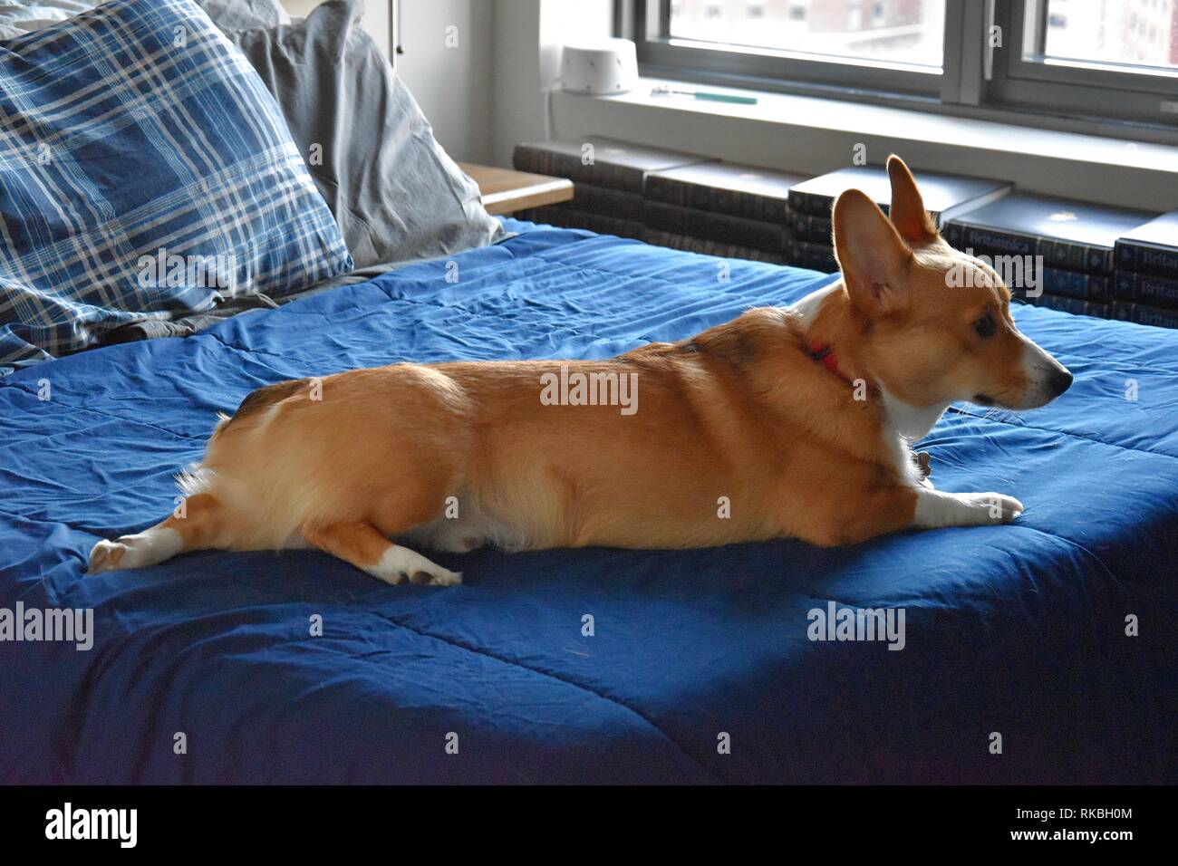 Boston queen royal hi-res stock photography and images - Alamy