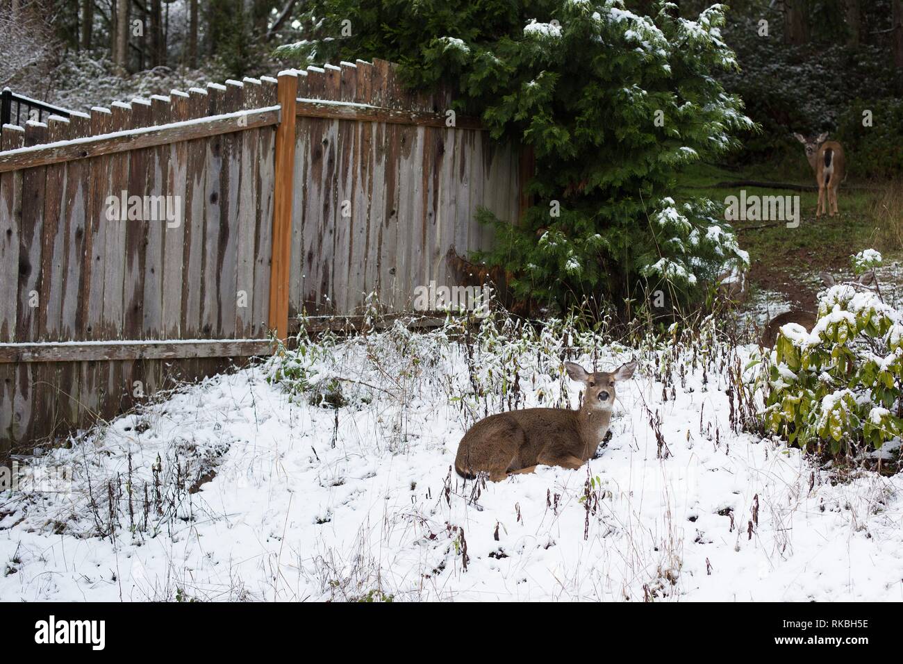 Deer in snow near Eugene, Oregon, USA Stock Photo - Alamy