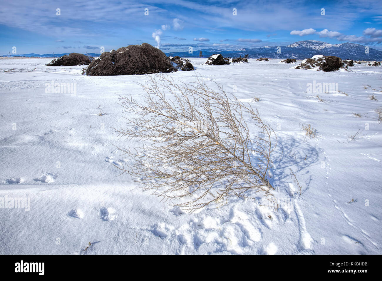 A barren plant lays in the snow on the Rathdrum prairie in north Idaho ...