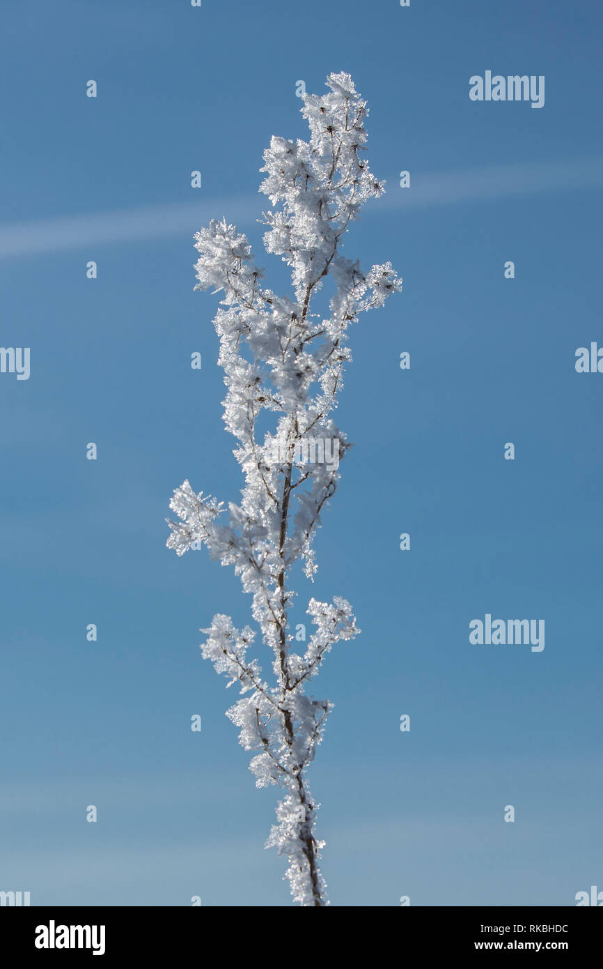 A close up of a plant that is covered with hoar frost in the winter ...