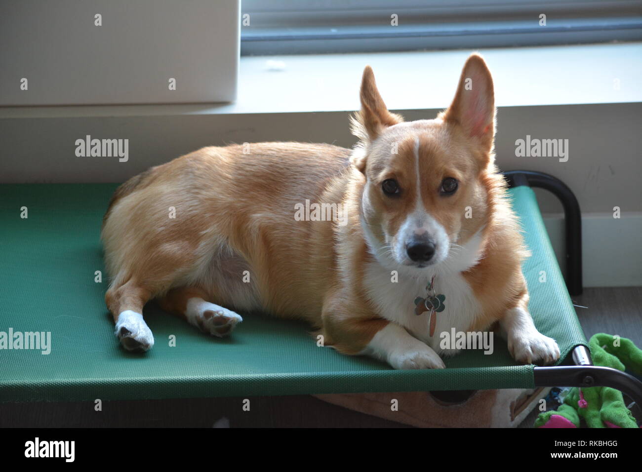 A young male red-sable Pembroke Welsh Corgi in his home, Boston ...