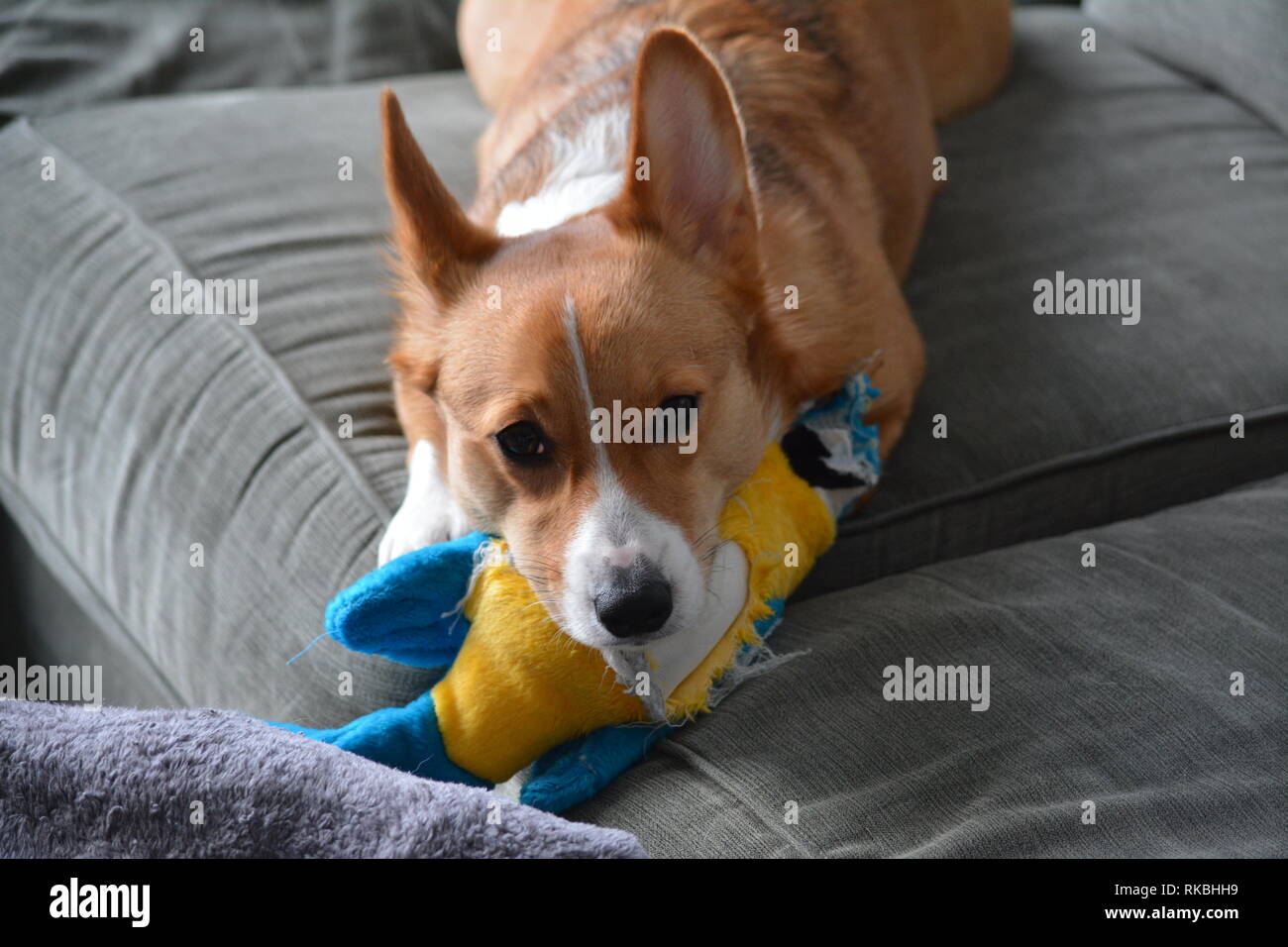 A young male red-sable Pembroke Welsh Corgi in his home, Boston ...