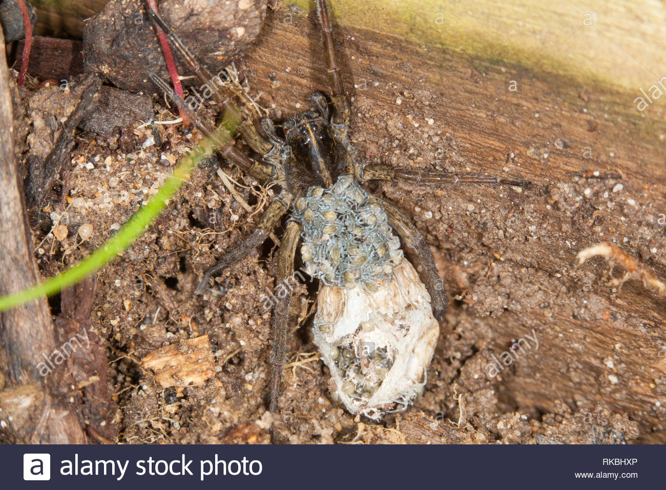Wolf Spider Babies High Resolution Stock Photography and Images - Alamy