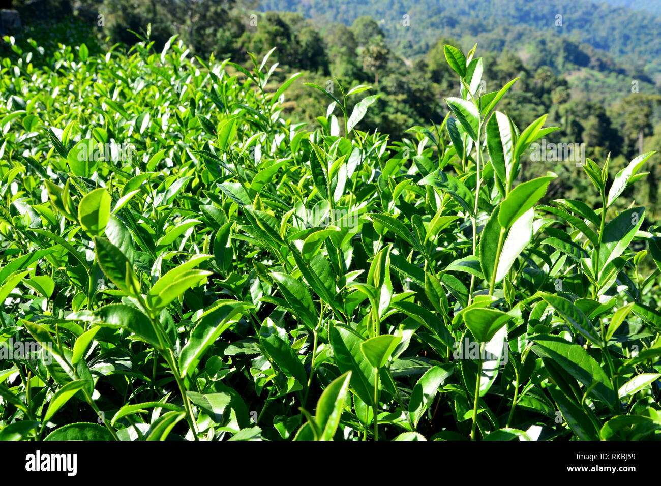 Green tea bud and fresh leaves. Tea plantations in mountain Stock Photo ...