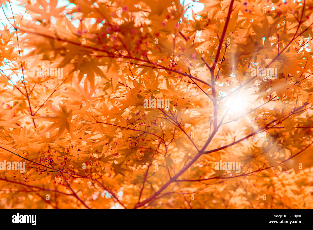 plant and tree in the garden. Leaves background and natural wallpaper ...