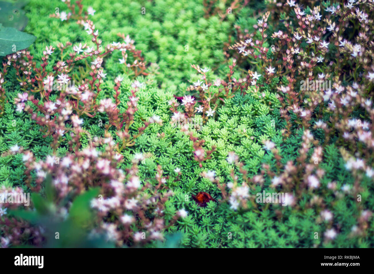 Blooming English Stonecrop, Sedum Anglicum. Succulent Plant with Star ...