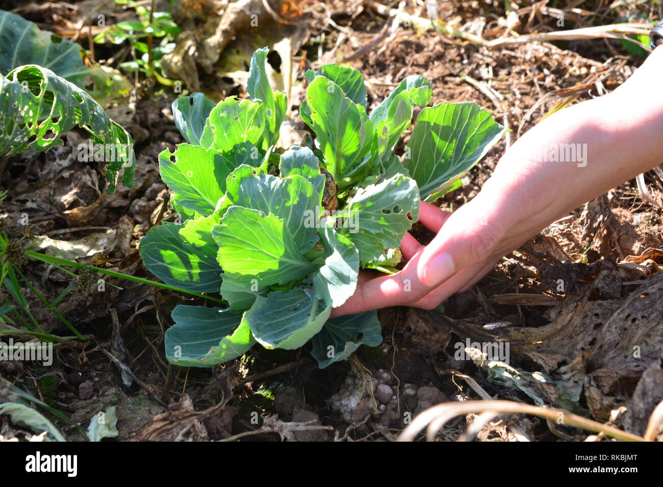 pick cabbage offshoot, leafy green buds, resembles miniature cabbages ...