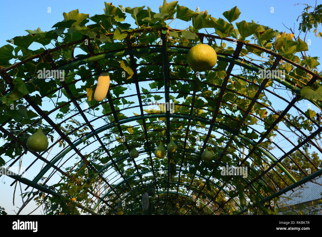 Melon Trees High Resolution Stock Photography and Images - Alamy