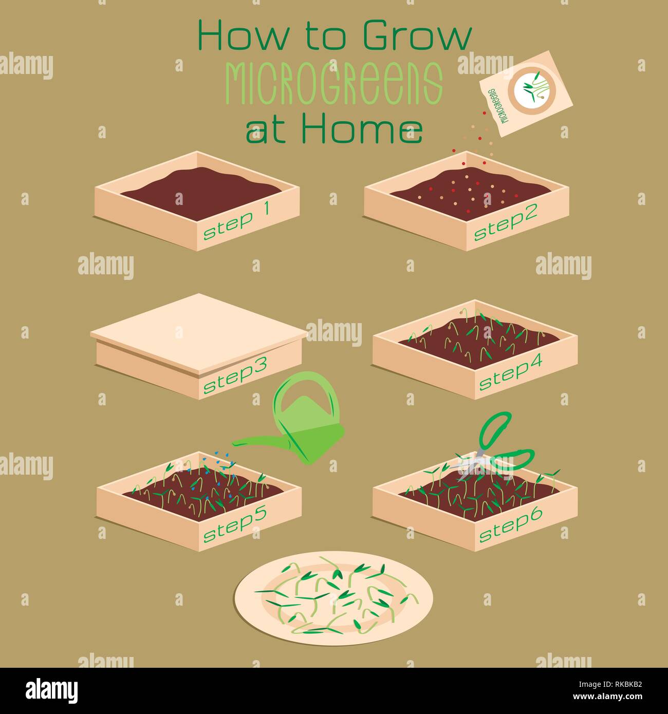 Infographic how to grow microgreens at home. Six steps to grow ...