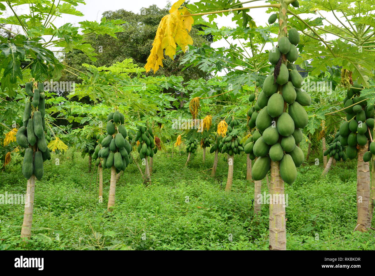 papaya fruit on the tree in Papaya plantations Stock Photo - Alamy