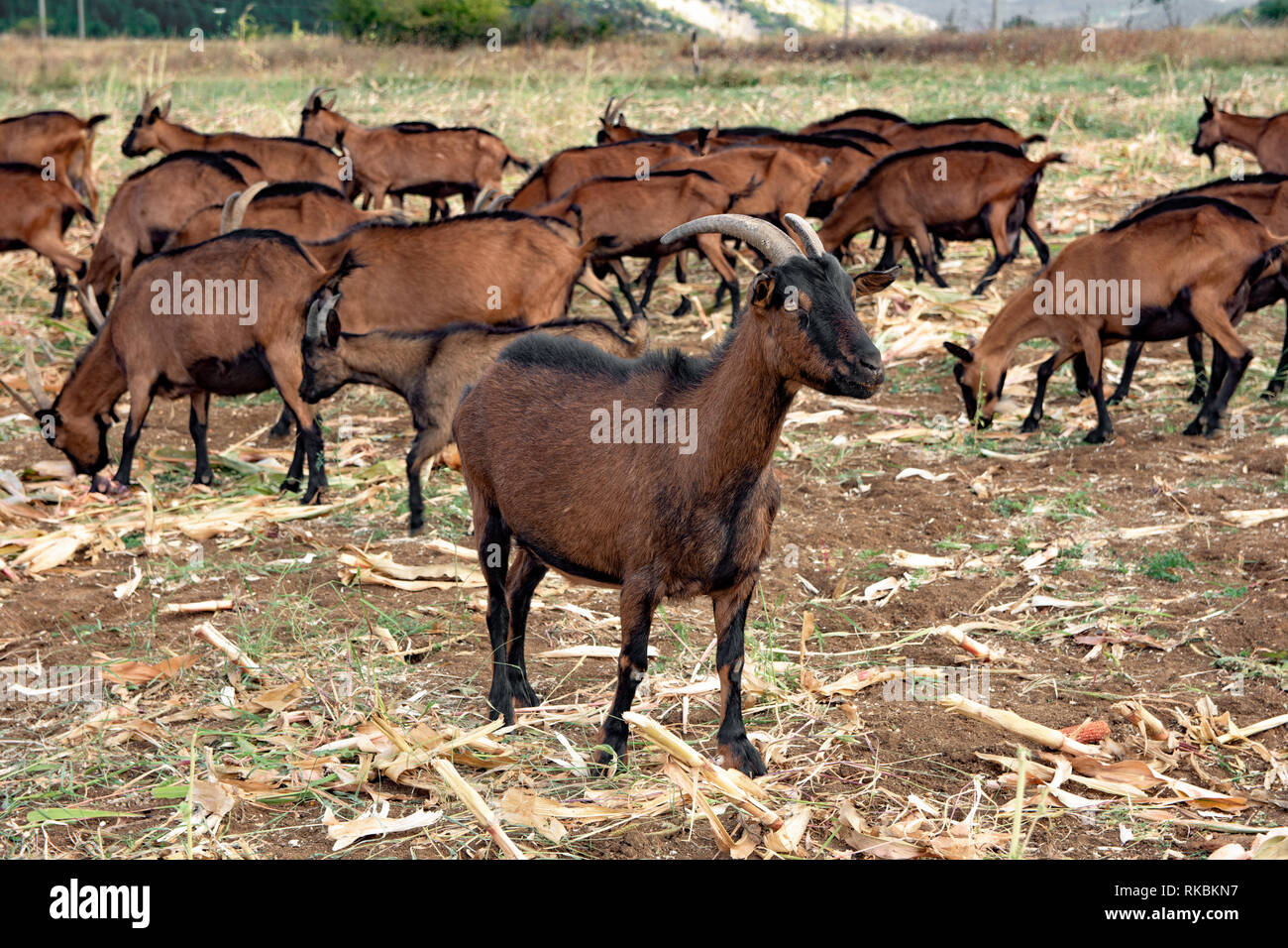 The herd of mountain goats brown color, the Alpinka race, on the meadow ...