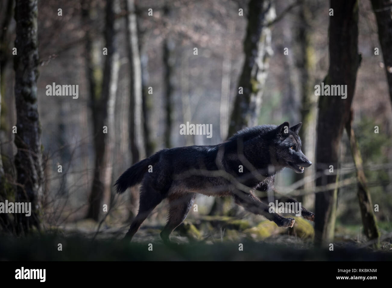 Black wolf in the forest Stock Photo - Alamy
