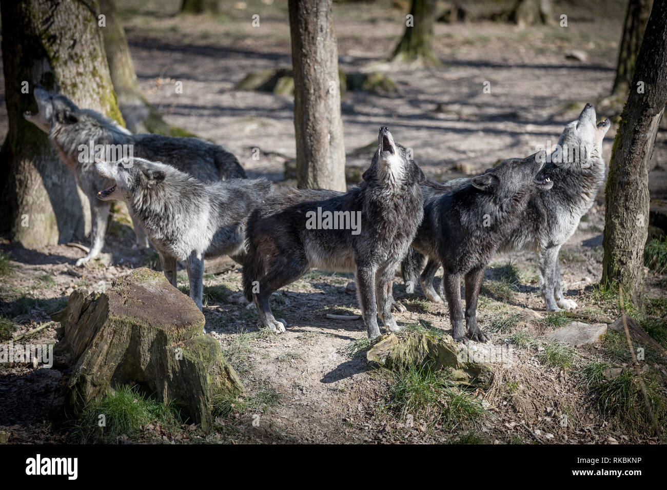 Black wolf in the forest Stock Photo - Alamy