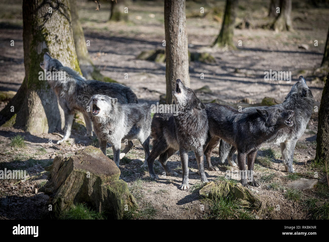 Black phase gray wolf hi-res stock photography and images - Alamy