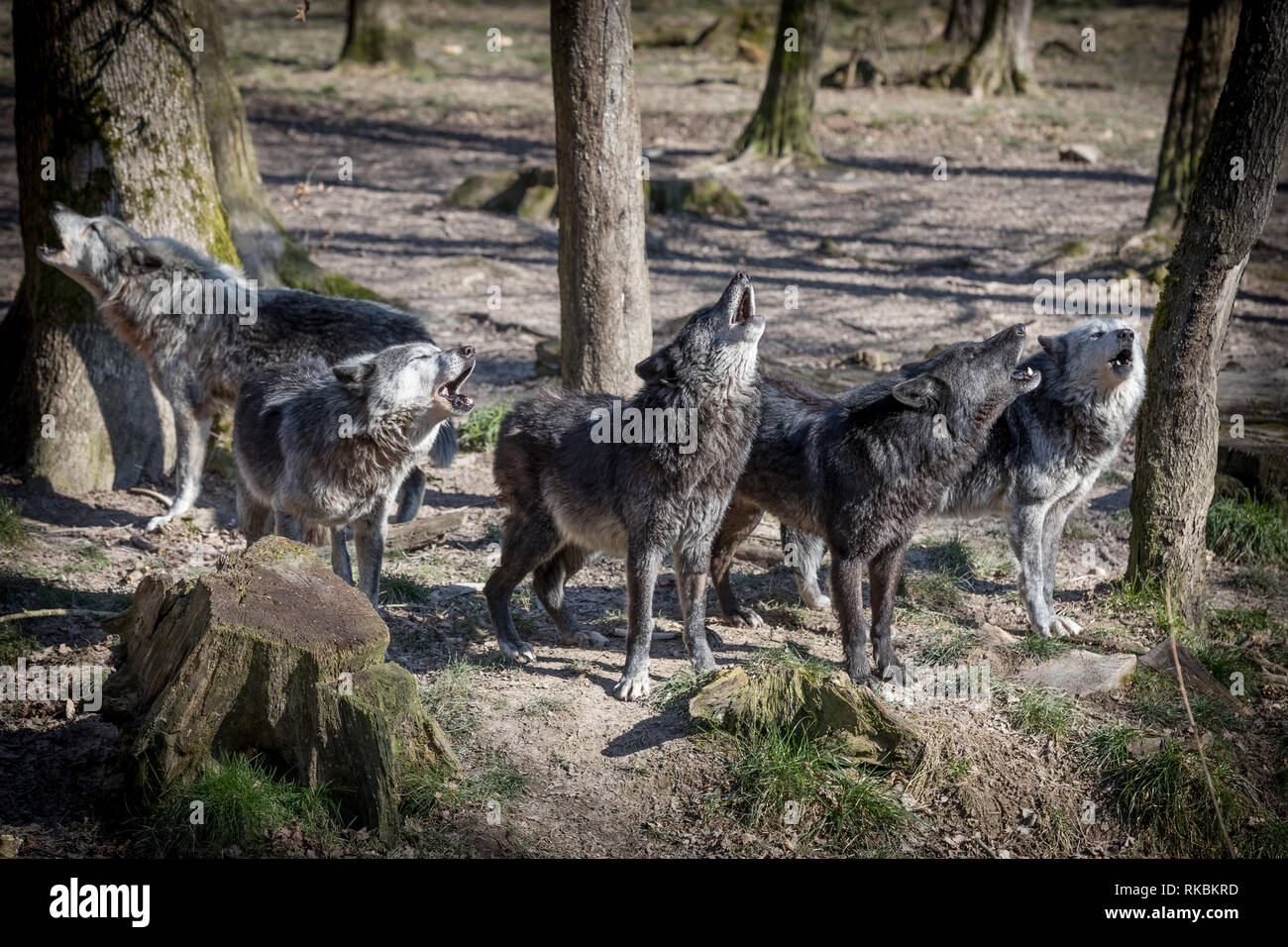 Black wolf in the forest Stock Photo - Alamy