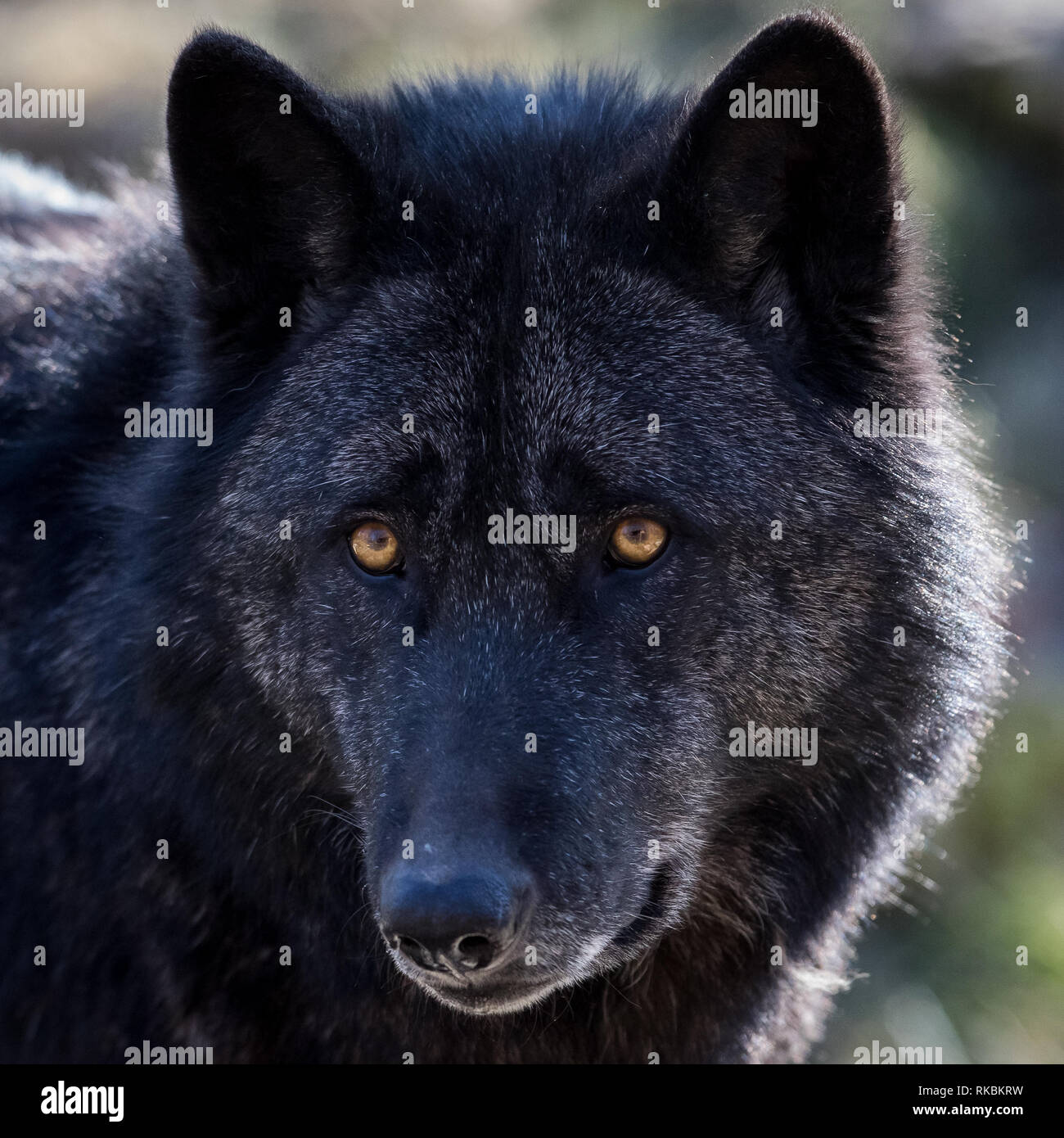Black wolf in the forest Stock Photo - Alamy