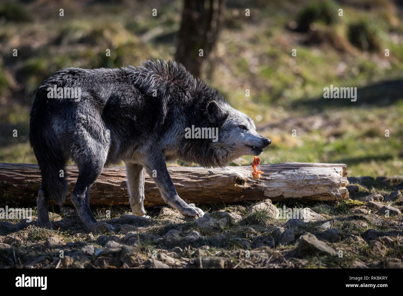 Black wolf in the forest Stock Photo - Alamy