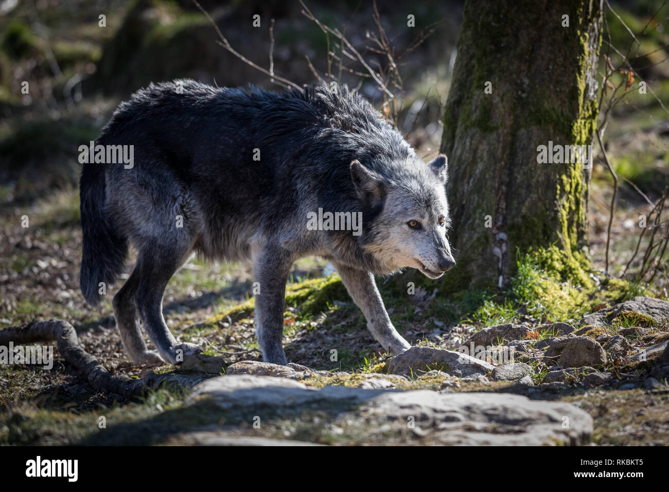 Black wolf in the forest Stock Photo - Alamy