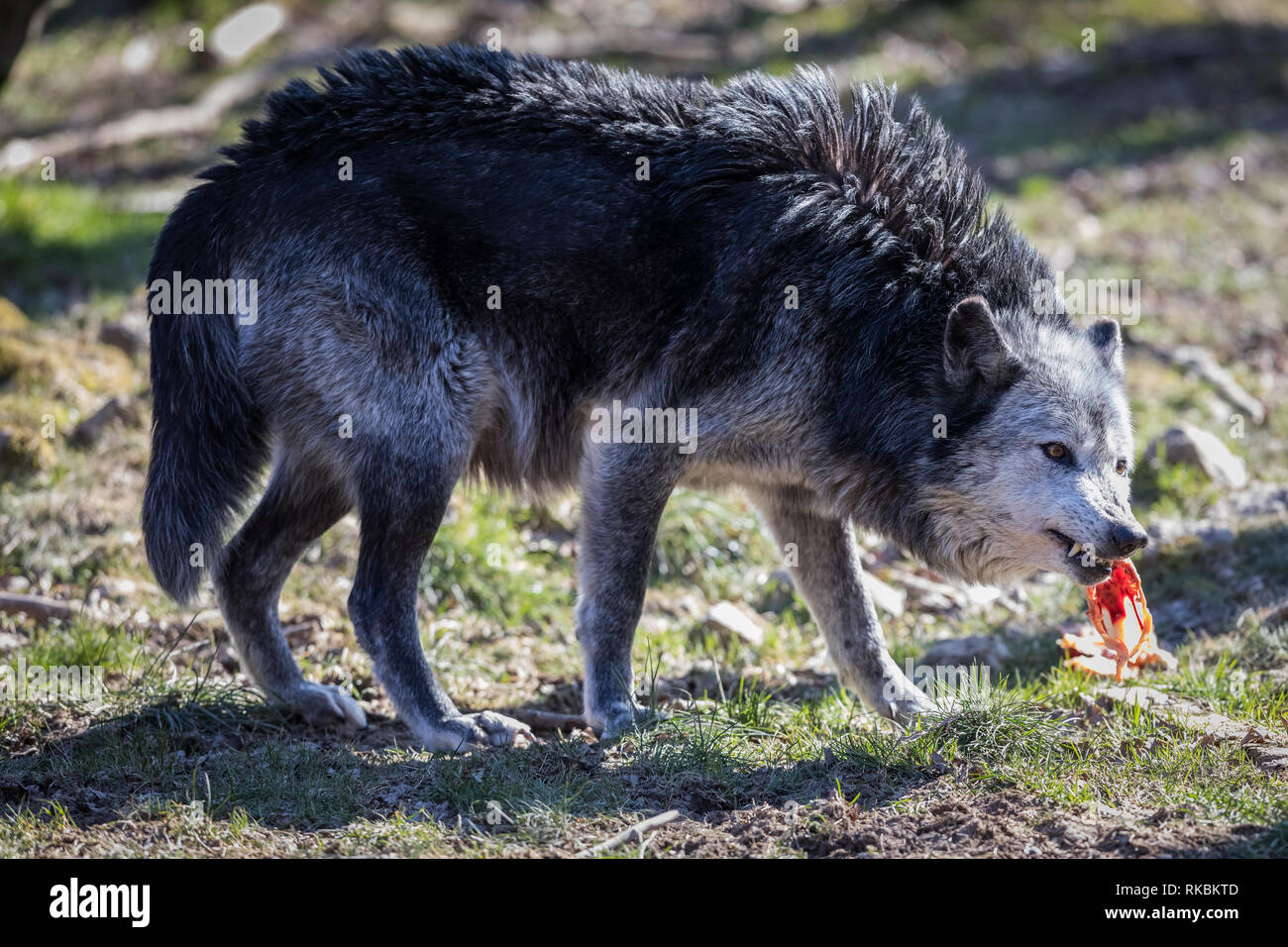 Black wolf in the forest Stock Photo - Alamy