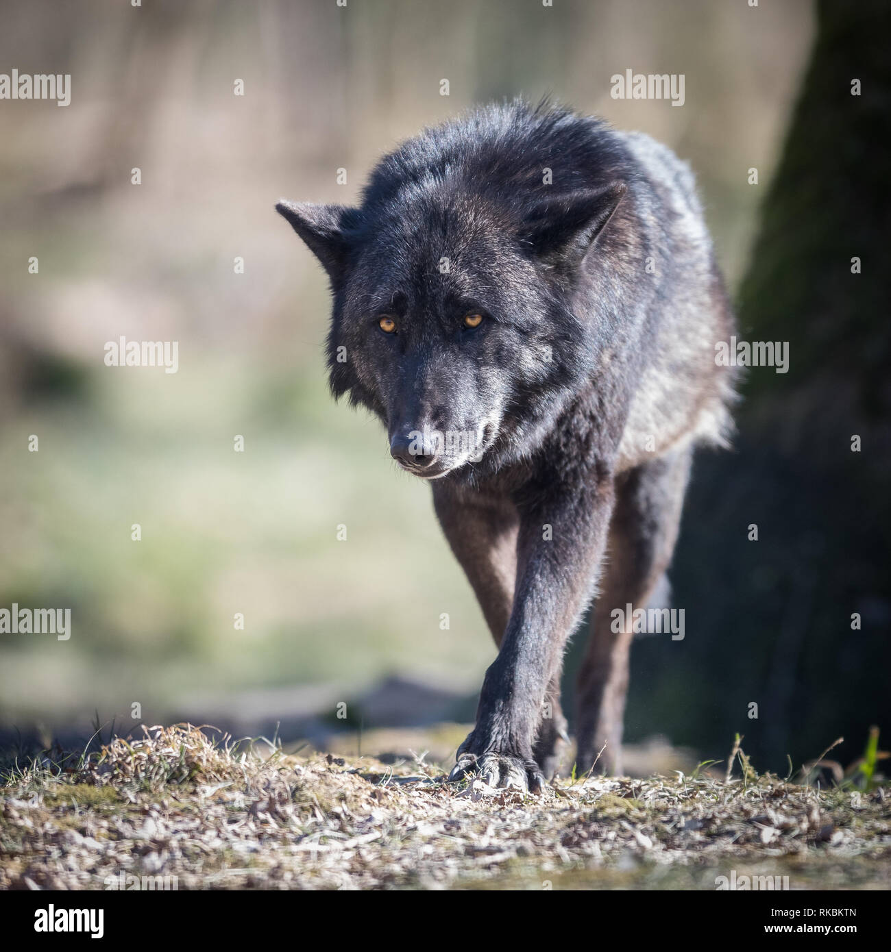 Black wolf in the forest Stock Photo - Alamy