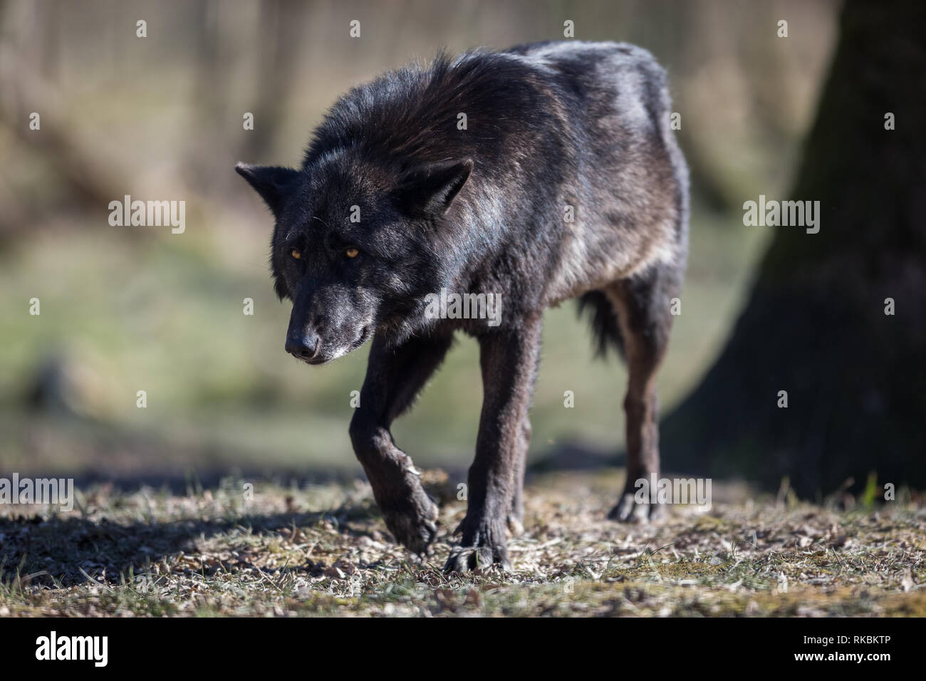 Black wolf hi-res stock photography and images - Alamy