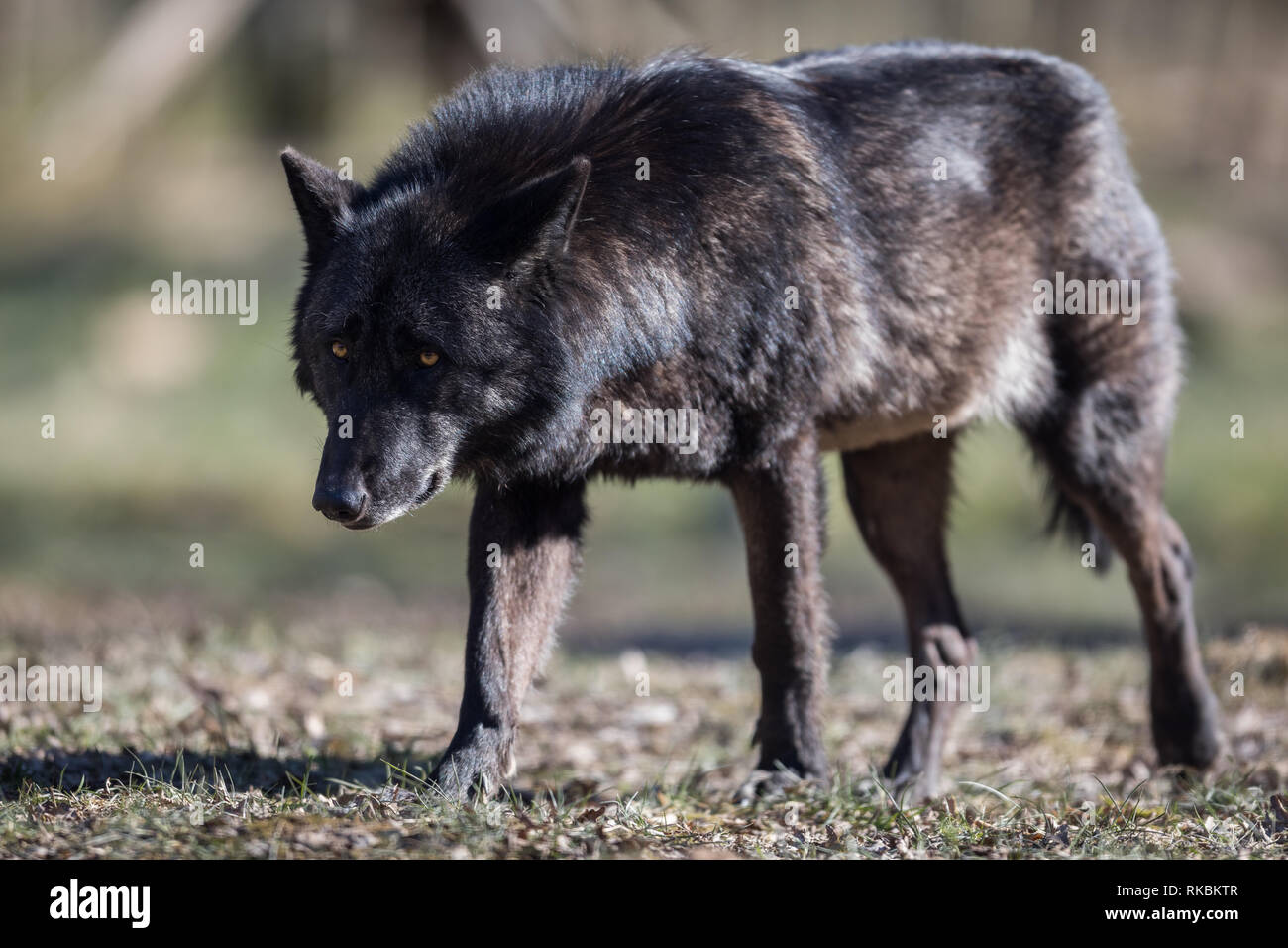 Black wolf in the forest Stock Photo - Alamy