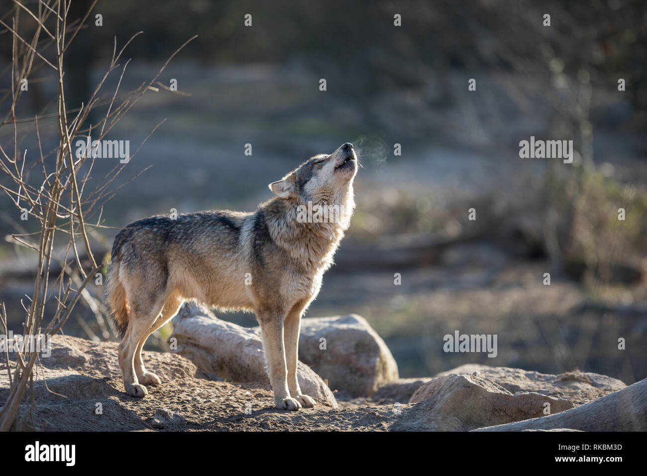 Grey wolf in the forest Stock Photo - Alamy