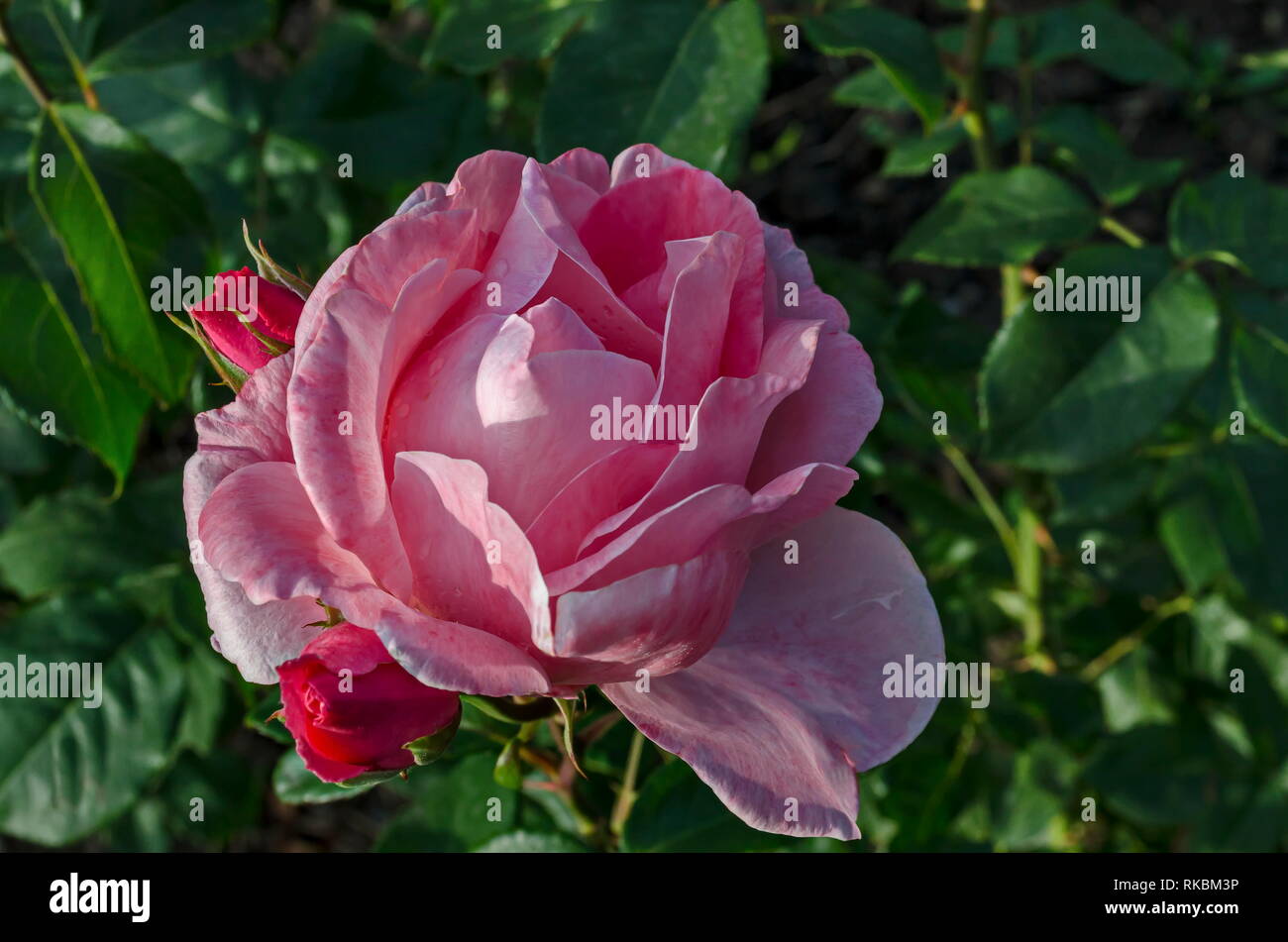 Photo of pink rose bush in bloom flower and bud for greeting at natural ...