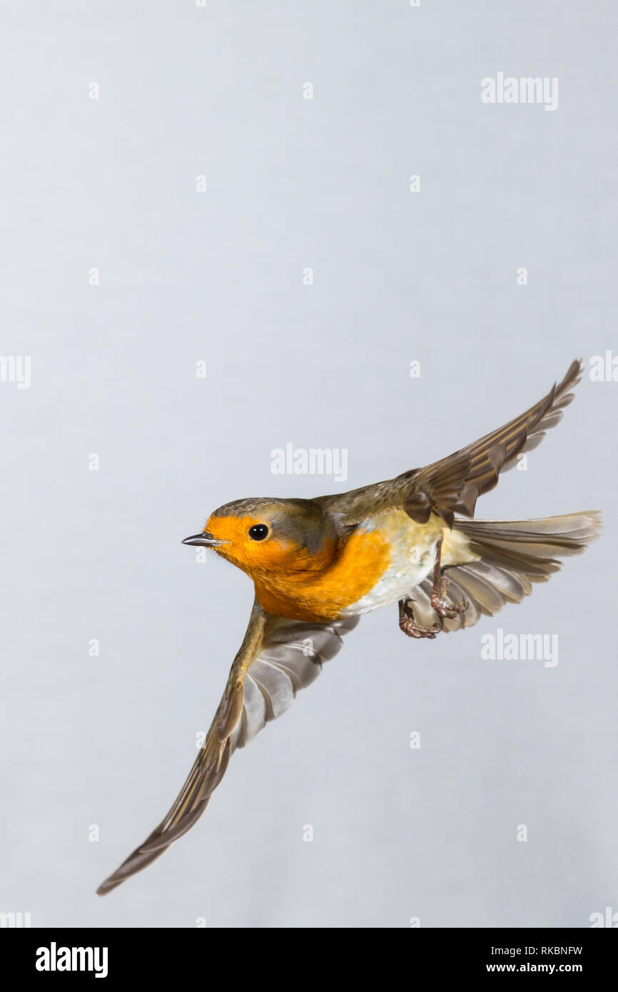 Rotkehlchen, fliegend, im Flug, Flugbild, Erithacus rubecula, robin ...