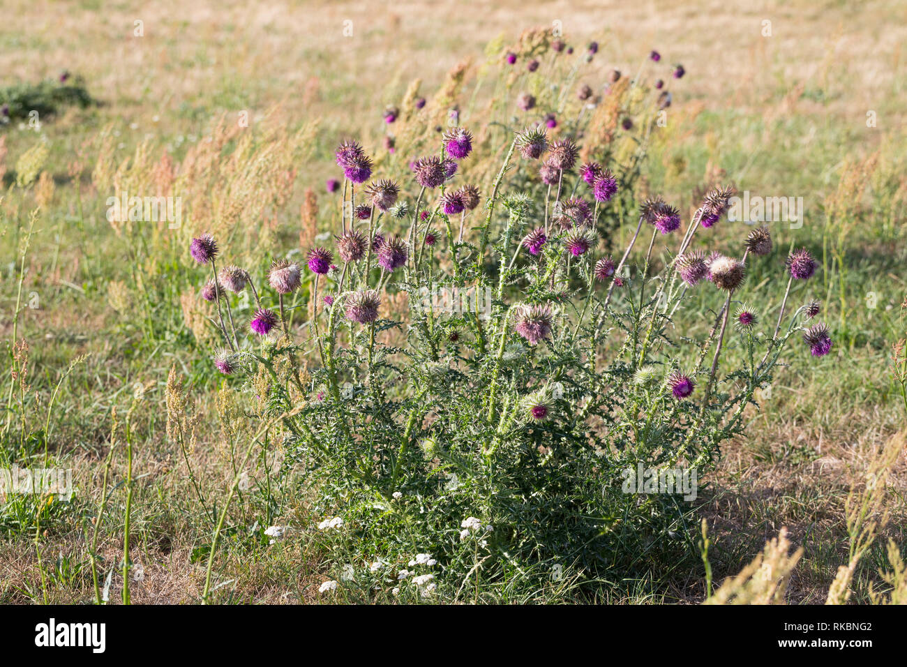 Nickende Distel, Bisamdistel, Carduus nutans, Musk Thistle, nodding ...