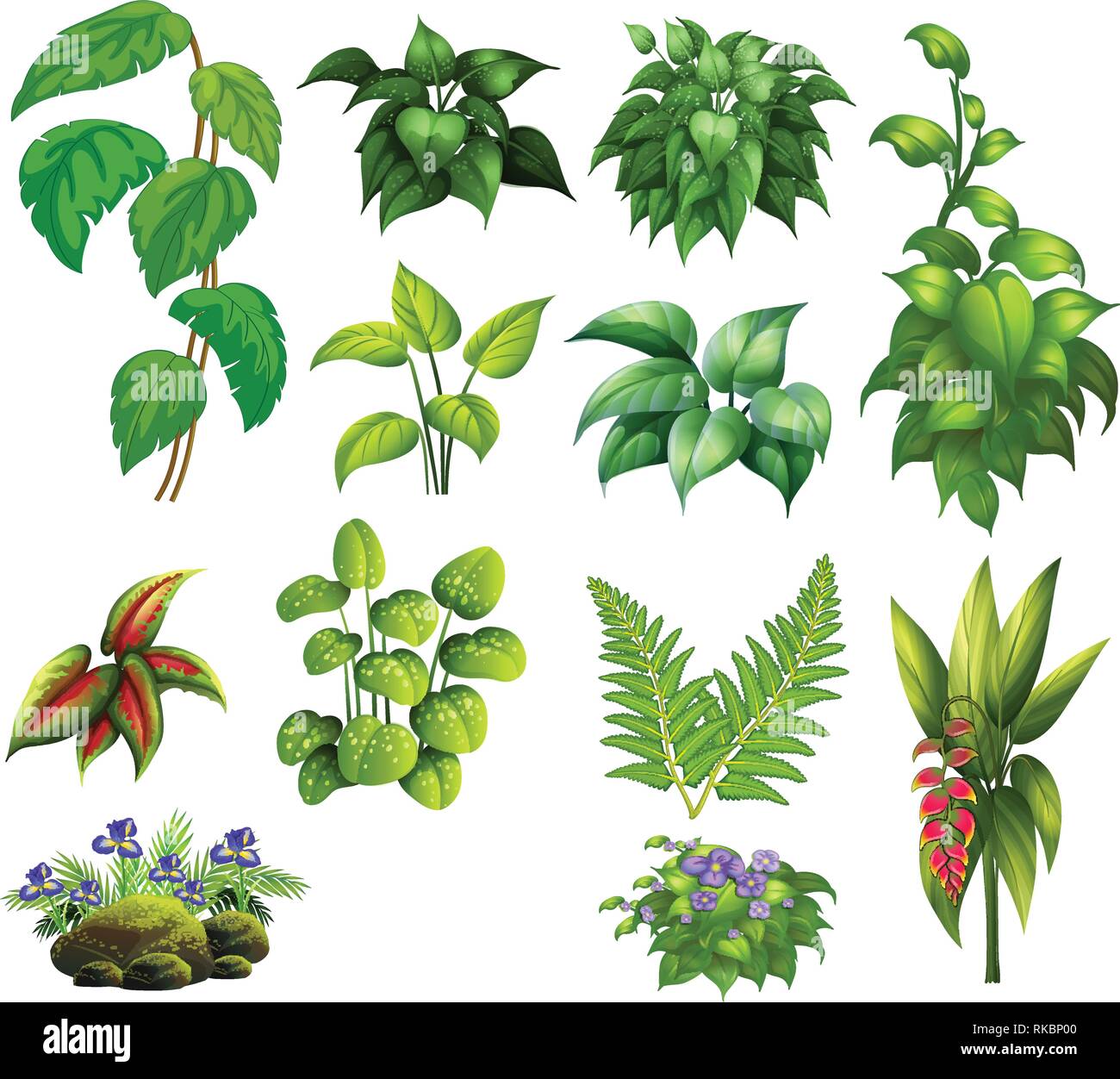 Set of decor plant illustration Stock Vector Image & Art - Alamy