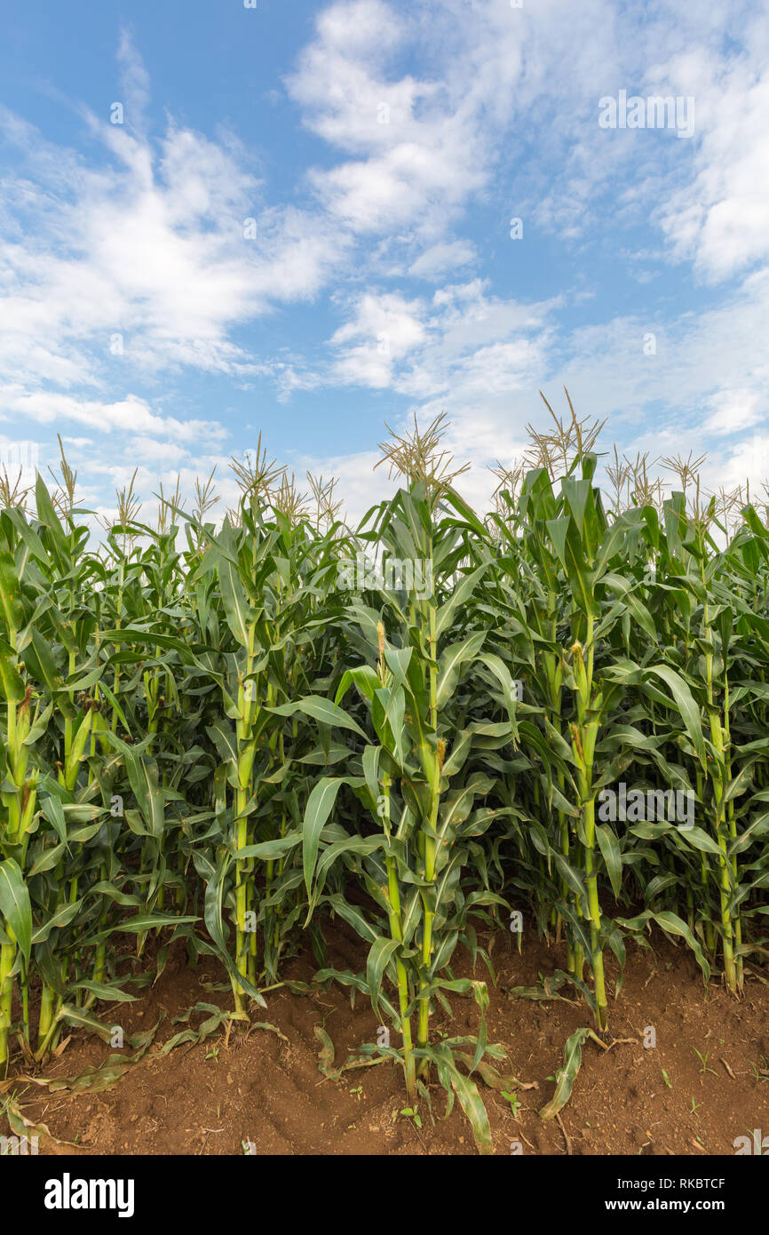 Fully grown maize Stock Photo - Alamy
