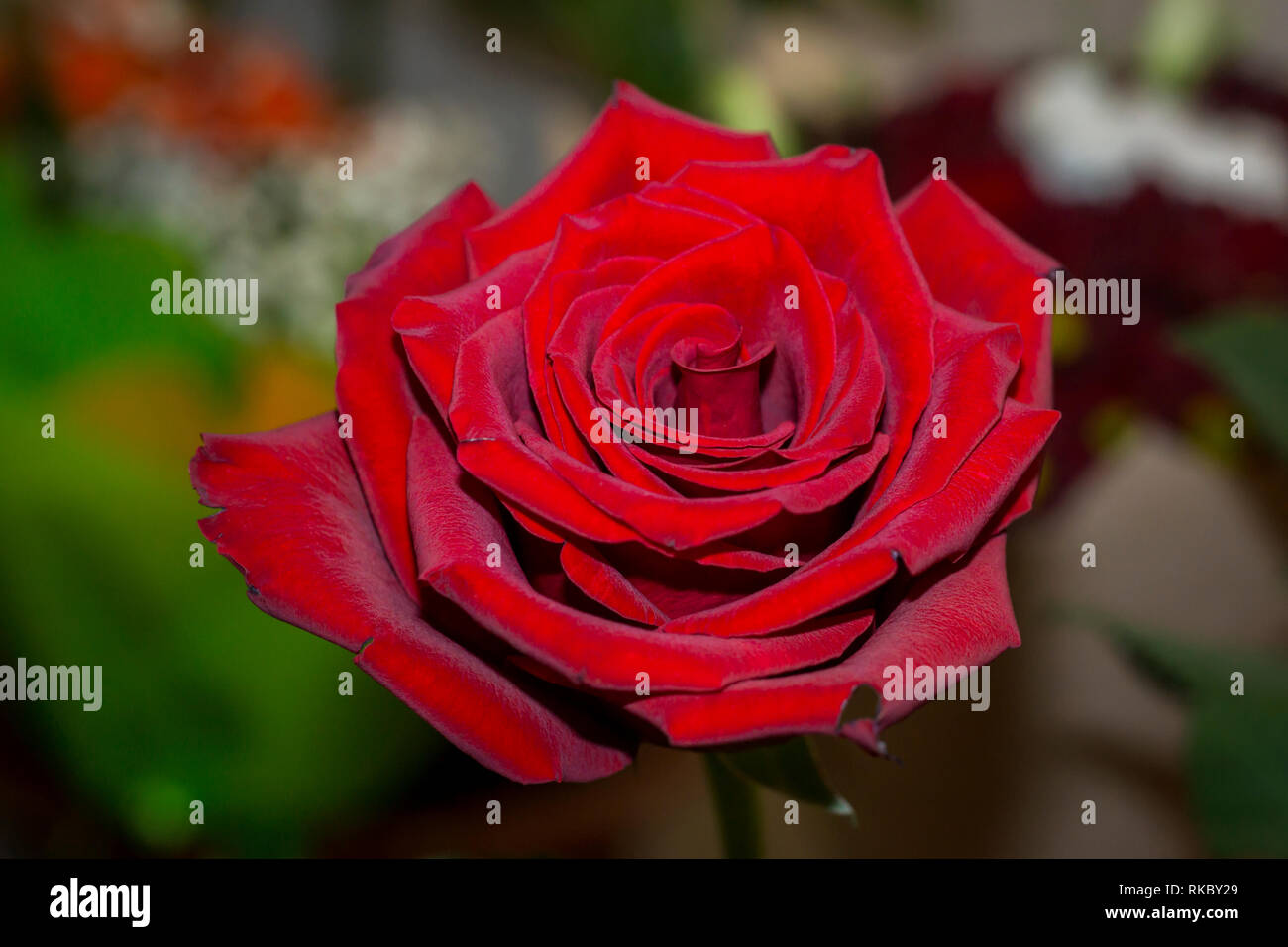 Dark red rose flower Stock Photo - Alamy