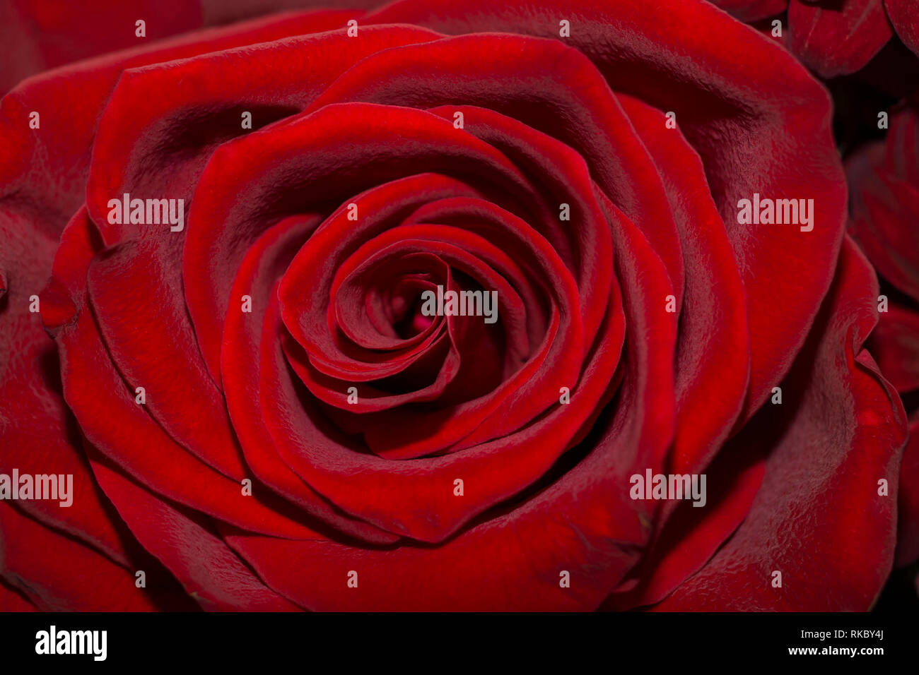 Dark red rose velvet textured background Stock Photo - Alamy