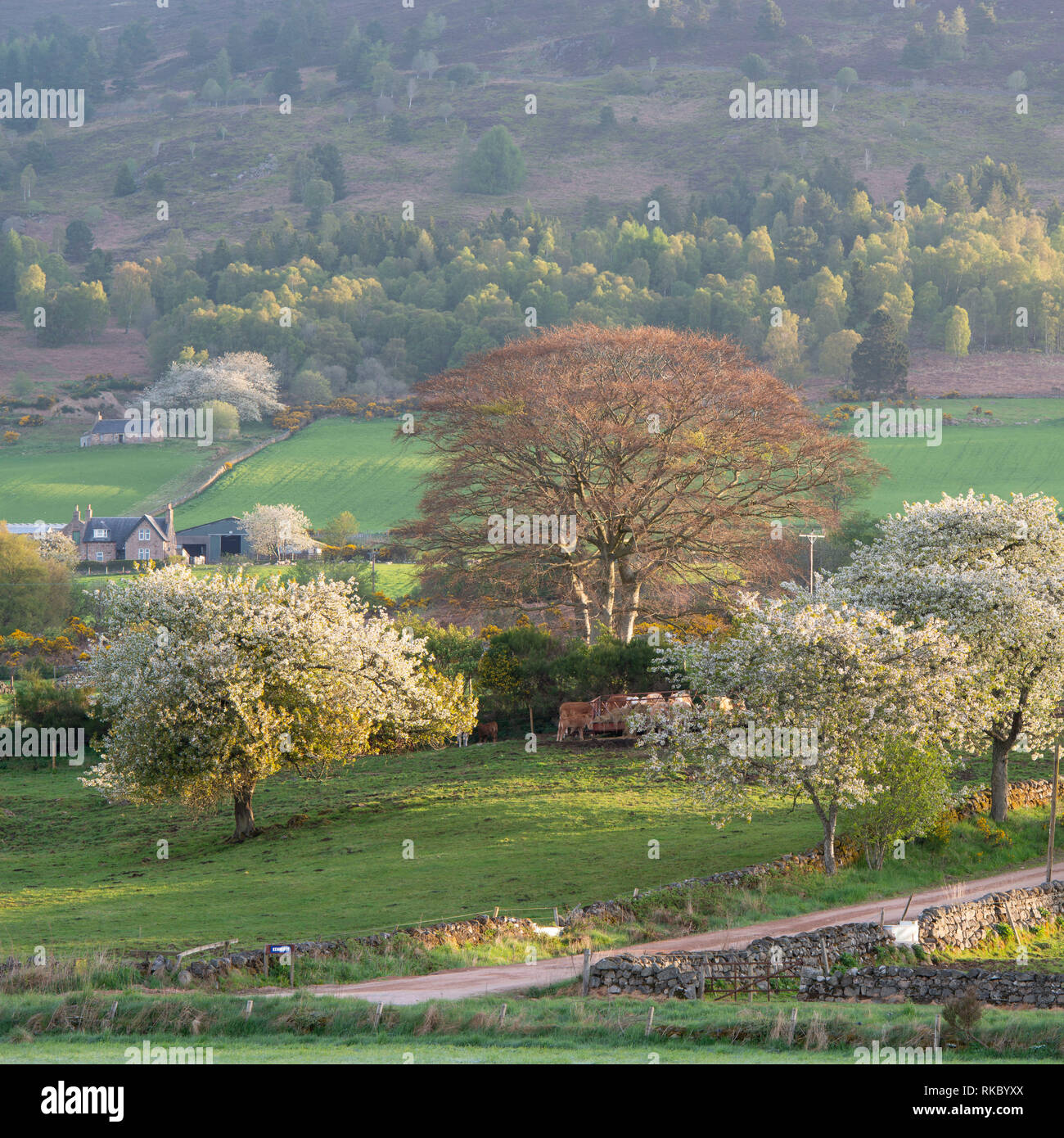 Cherry blossom buildings hi-res stock photography and images - Alamy