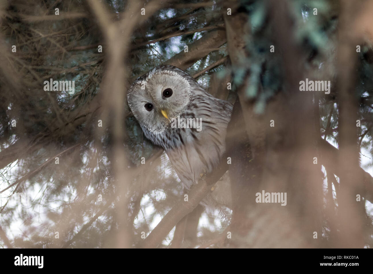 Ural Owl (Strix uralensis). Russia, Moscow Stock Photo - Alamy