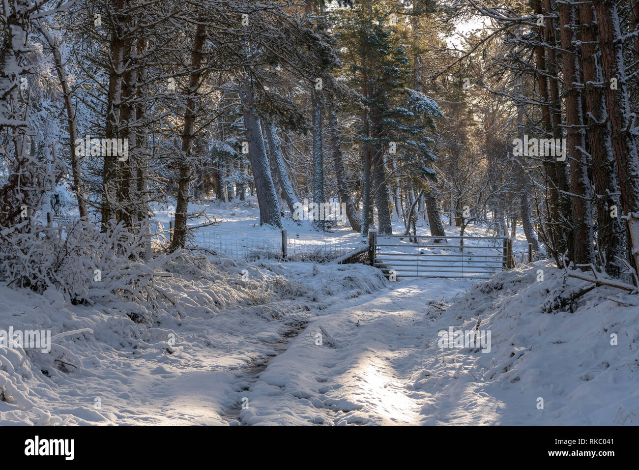 Gate pine tree hi-res stock photography and images - Alamy