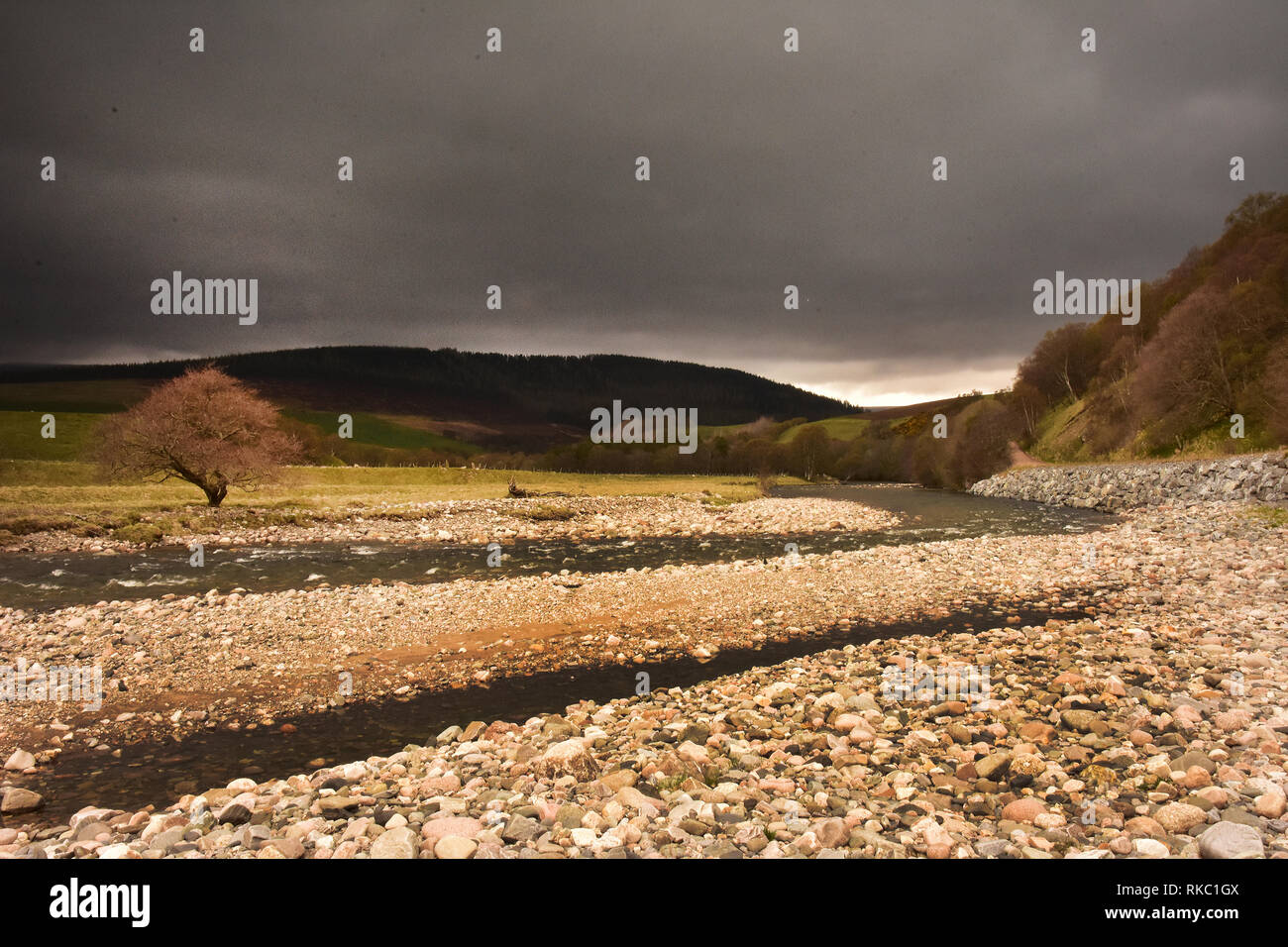 Cairngorm river tree hi-res stock photography and images - Alamy