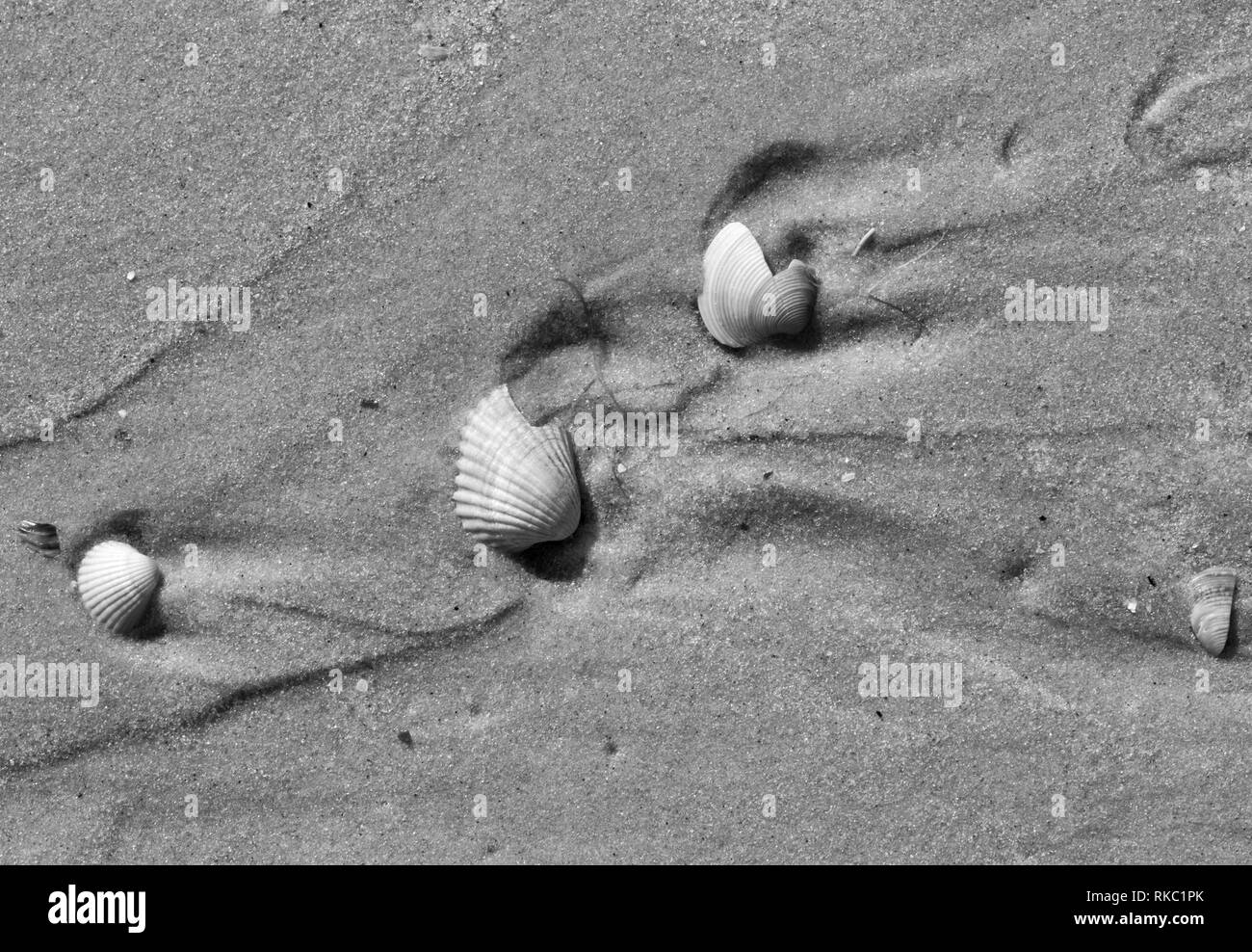 Broken Shell On Beach Stones High Resolution Stock Photography and ...