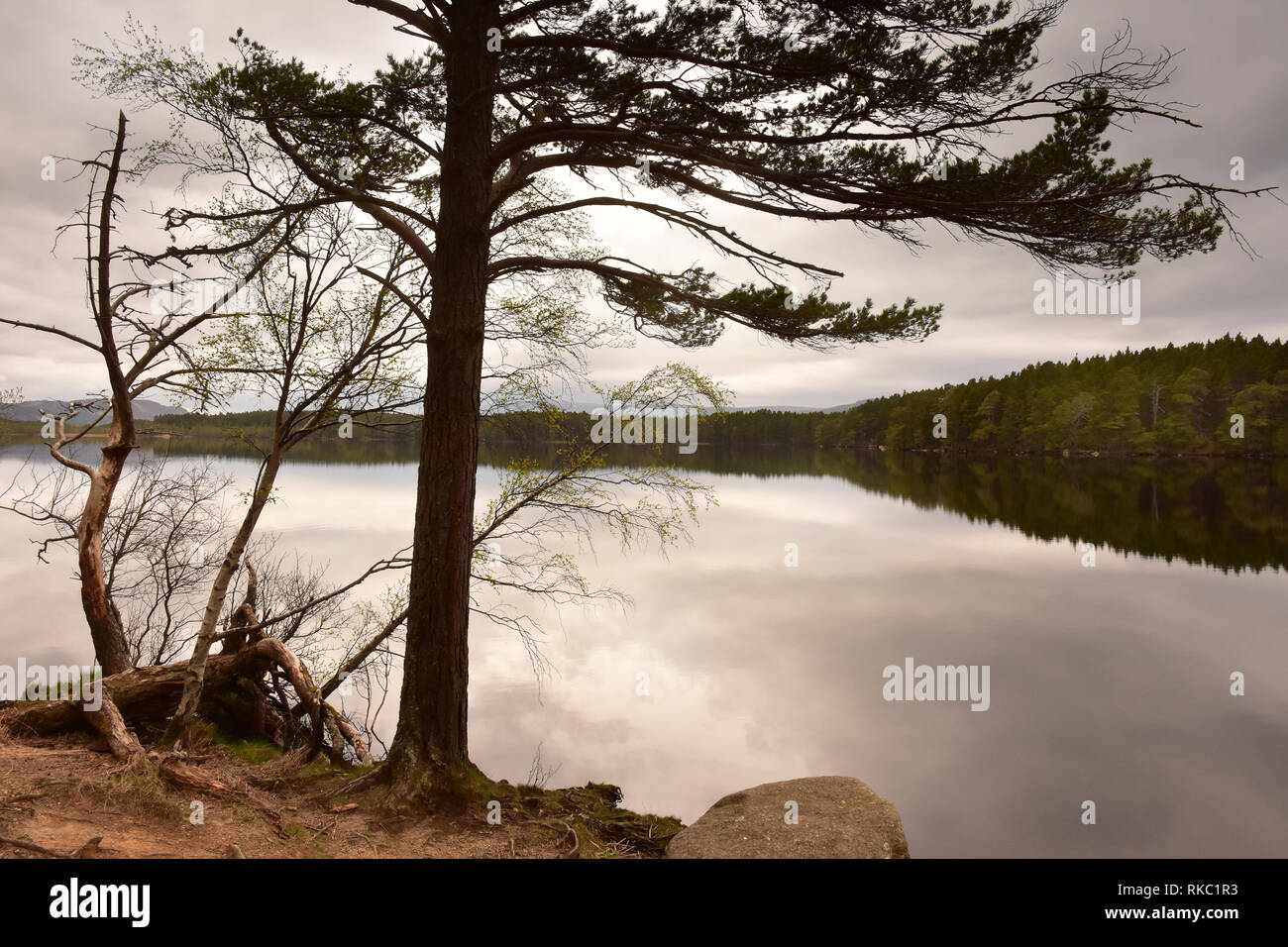 Loch Garten, Cairngorms, Scotland Stock Photo - Alamy