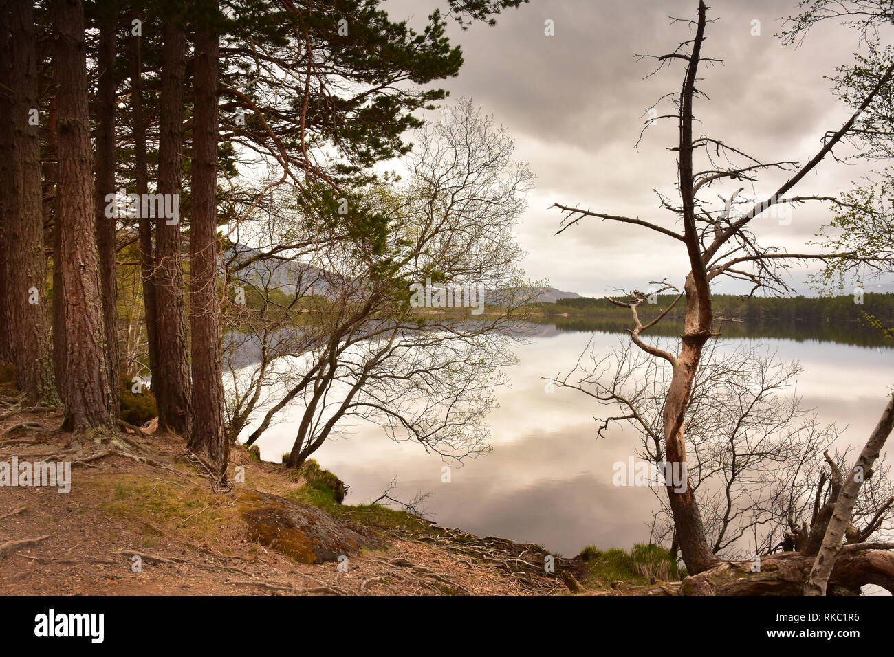Loch Garten, Cairngorms, Scotland Stock Photo - Alamy