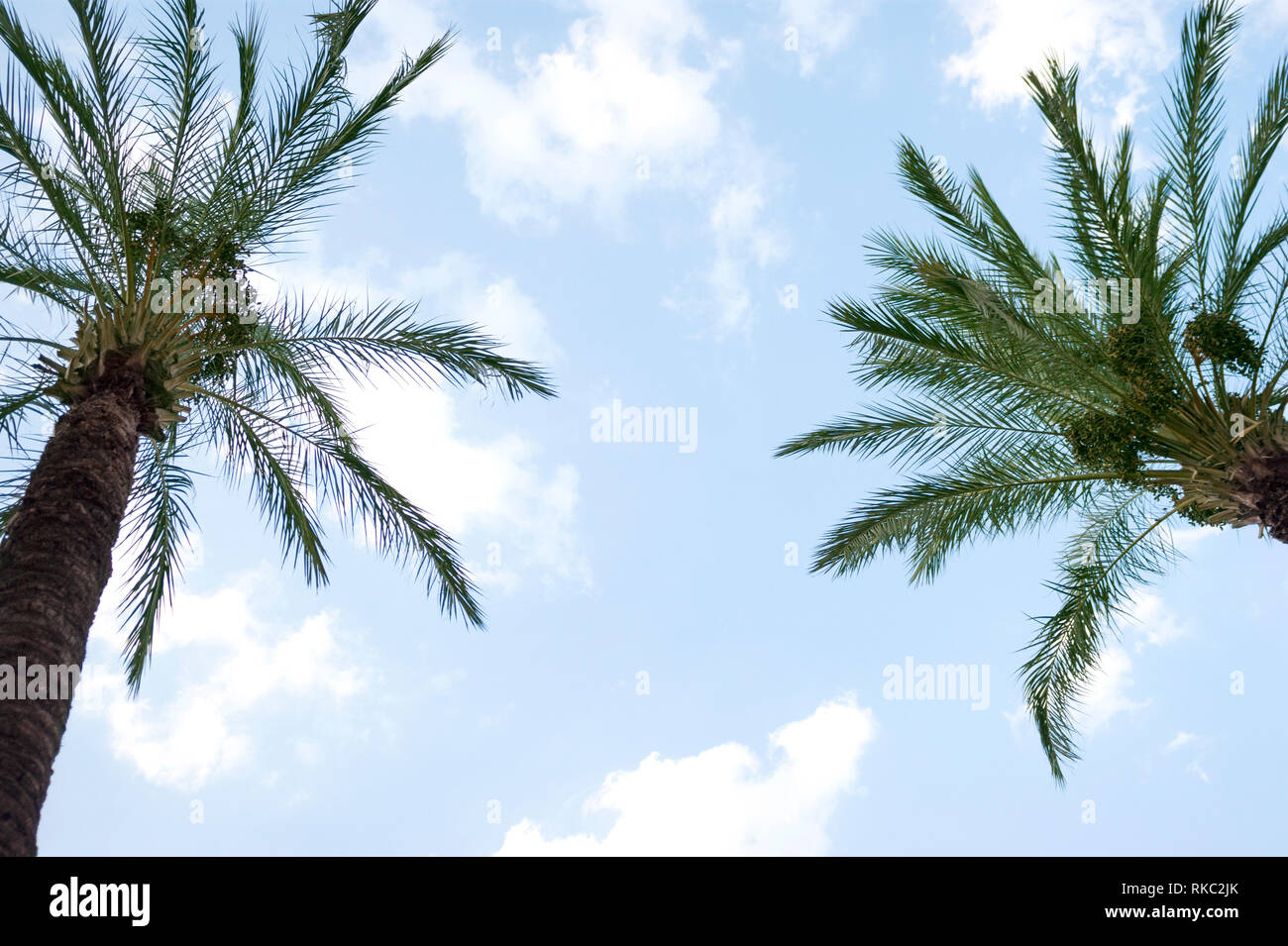 Two Palm trees on a blue and cloudy sky Stock Photo - Alamy