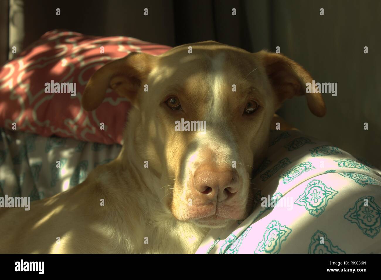 Yellow Lab Red Nose Pitbull Mix