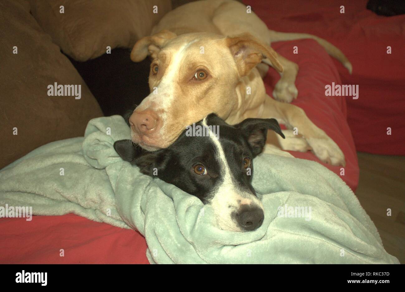 Two Dogs Snuggling On A Couch Stock Photo - Alamy