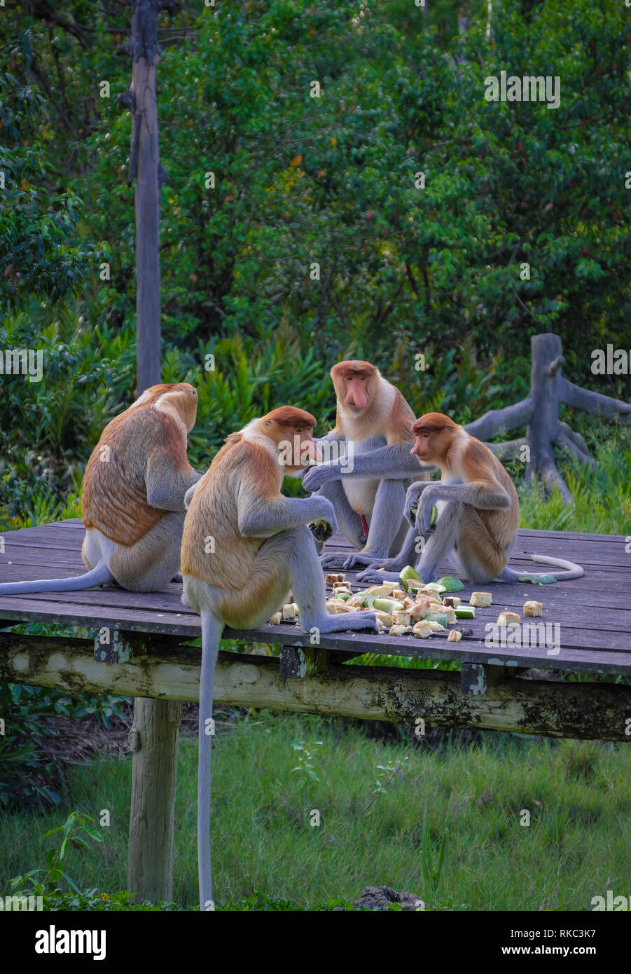 Proboscis monkey eats primarily fruit and leaves hi-res stock ...